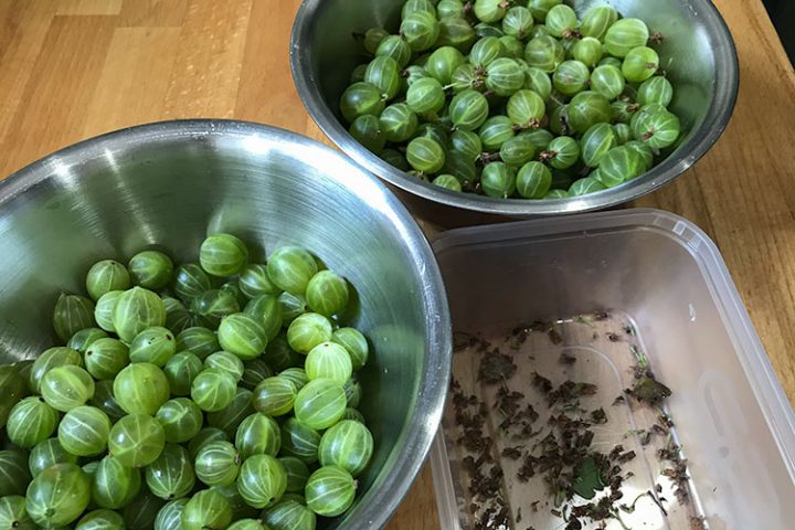 Gooseberry Fool | Recipes Made Easy